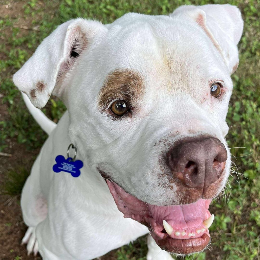 Zeus- 4.5 Years old – Pending Adoption – Carolina Boxer Rescue
